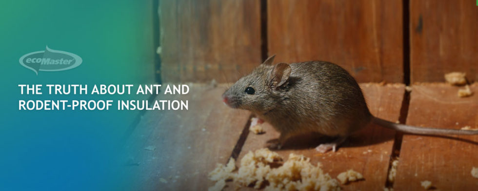 The Truth About Ant And Rodent-Proof Insulation | EcoMaster