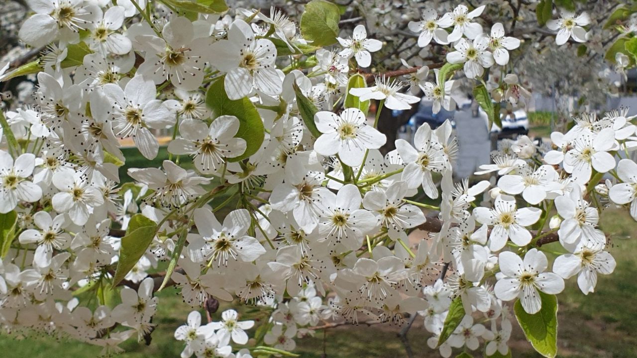 Hay Fever Season | EcoMaster